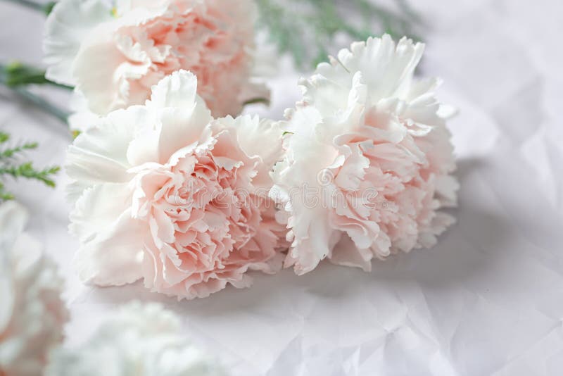 Pink Carnation Closeup on Pastel Crumpled Paper Background Stock Photo ...