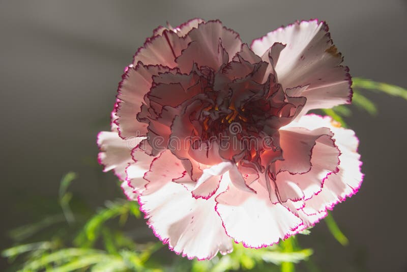 Pink Carnation Flower stock photo. Image of beautiful - 175567010