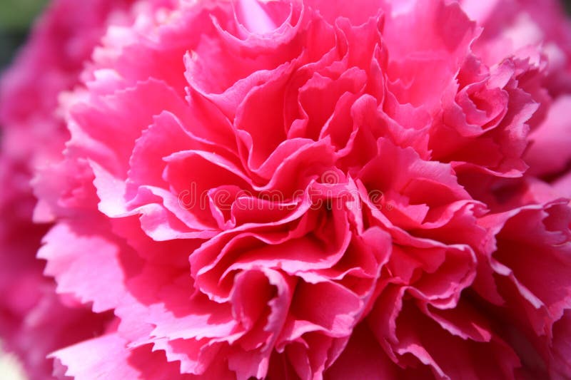 Pink Carnation Flower in Full Bloom during Summer Stock Photo - Image ...