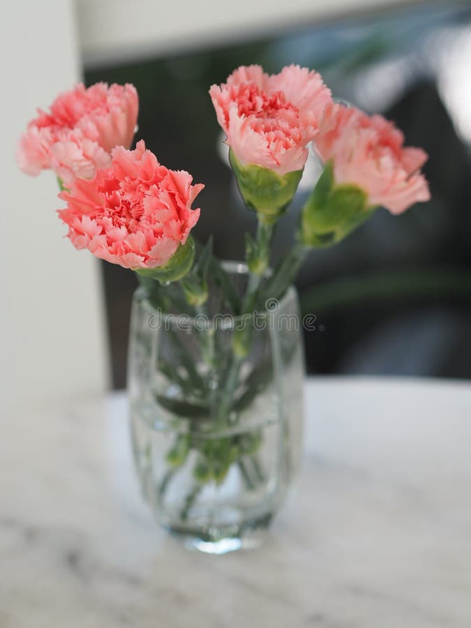 Pink Carnation Flower in a Glass of Water on Marble Table Stock Photo ...