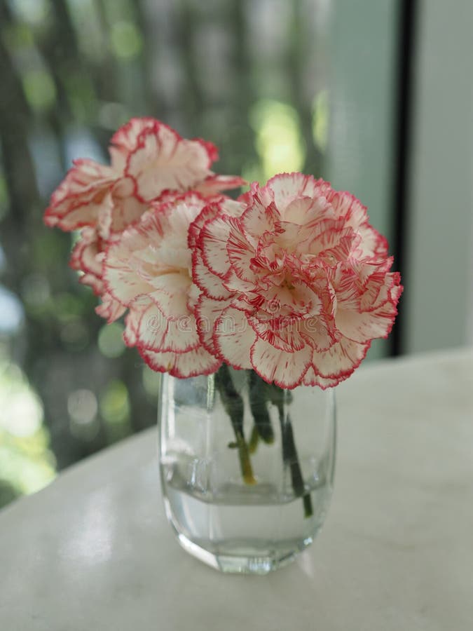 Pink Carnation Flower in a Glass of Water on Marble Table Stock Image ...