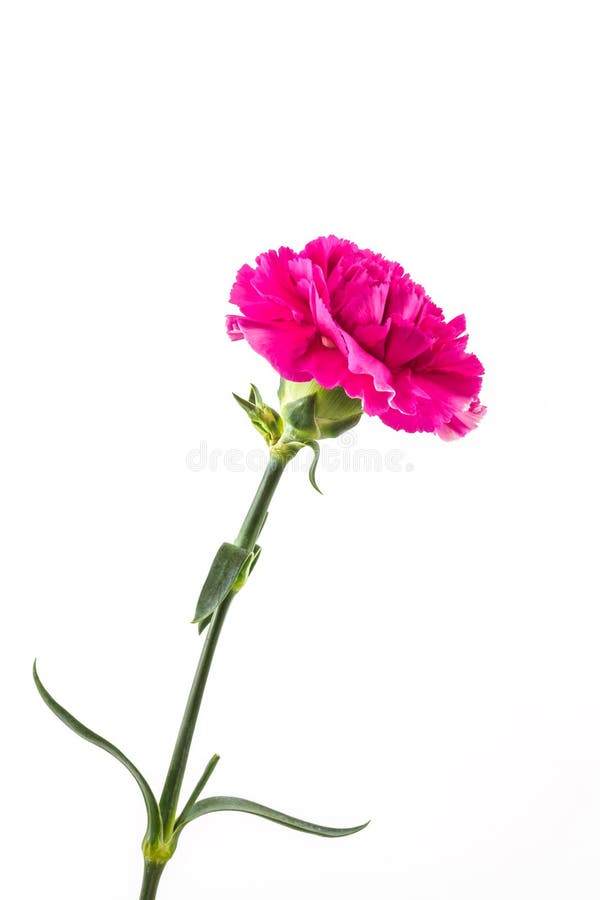 Pink carnation flower. stock image. Image of floral, branch - 48883683