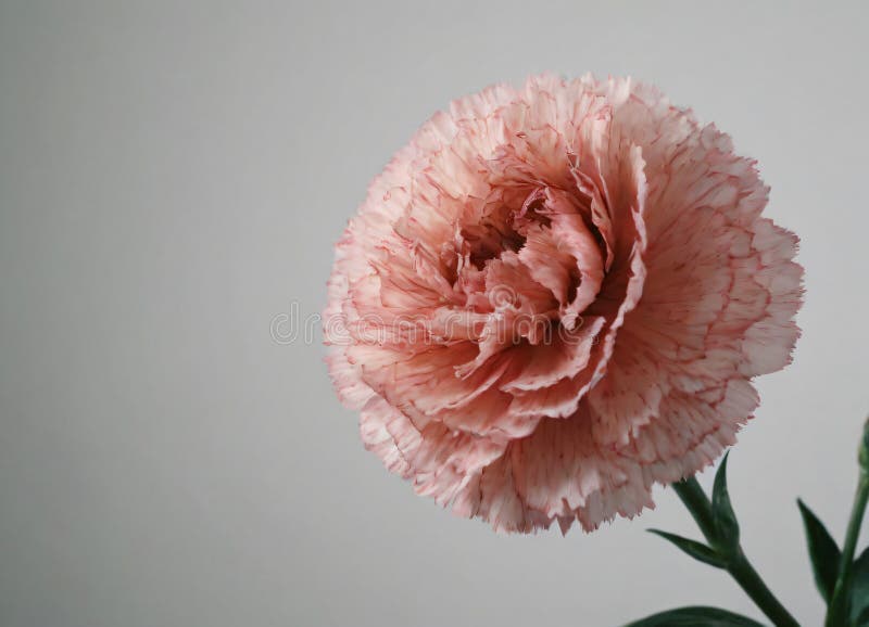 Pink Carnation Flower on a Light Background Stock Illustration ...