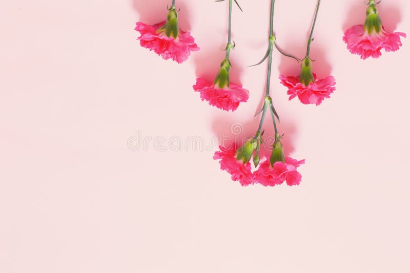 Pink Carnation Flowers on Pink Background Stock Image - Image of ...