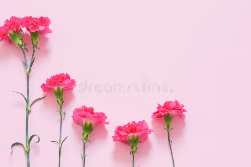 Pink Carnation Flowers on Pink Background Stock Image - Image of love ...