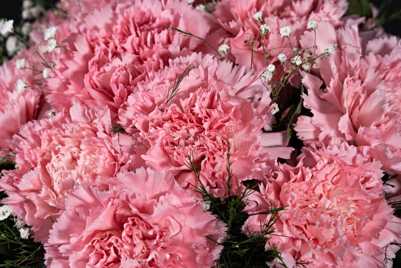 Pink Carnation Flowers Bucket on Black Background Close Up Stock Image ...