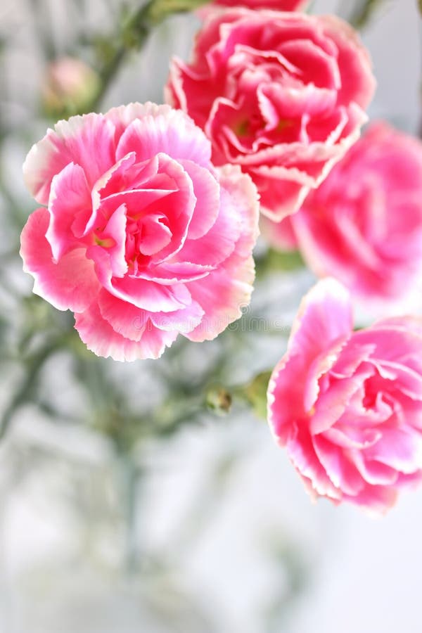 Pink Carnation Flowers stock image. Image of naturallight - 90980025