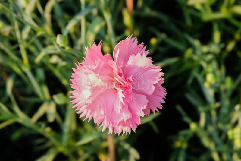Pink Carnation Flowers ,nature Background Stock Image - Image of nature ...