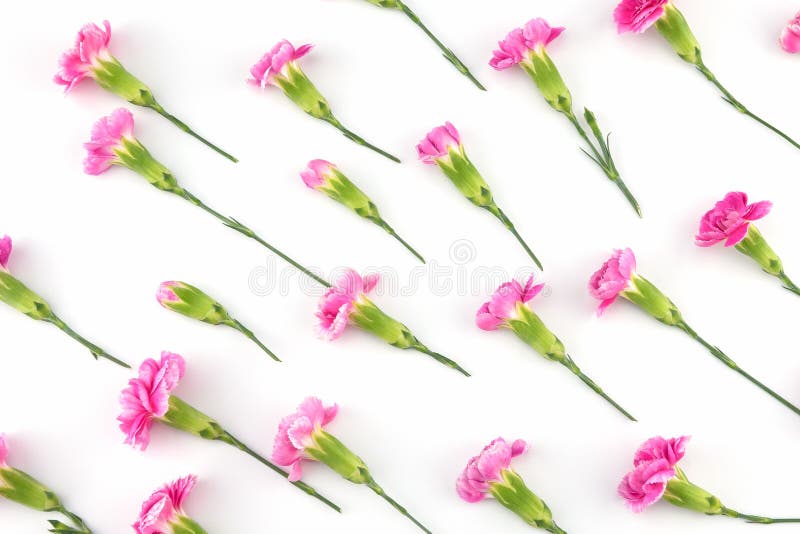 Pink Carnation Flowers Pattern Stock Photo - Image of branch, pastel ...