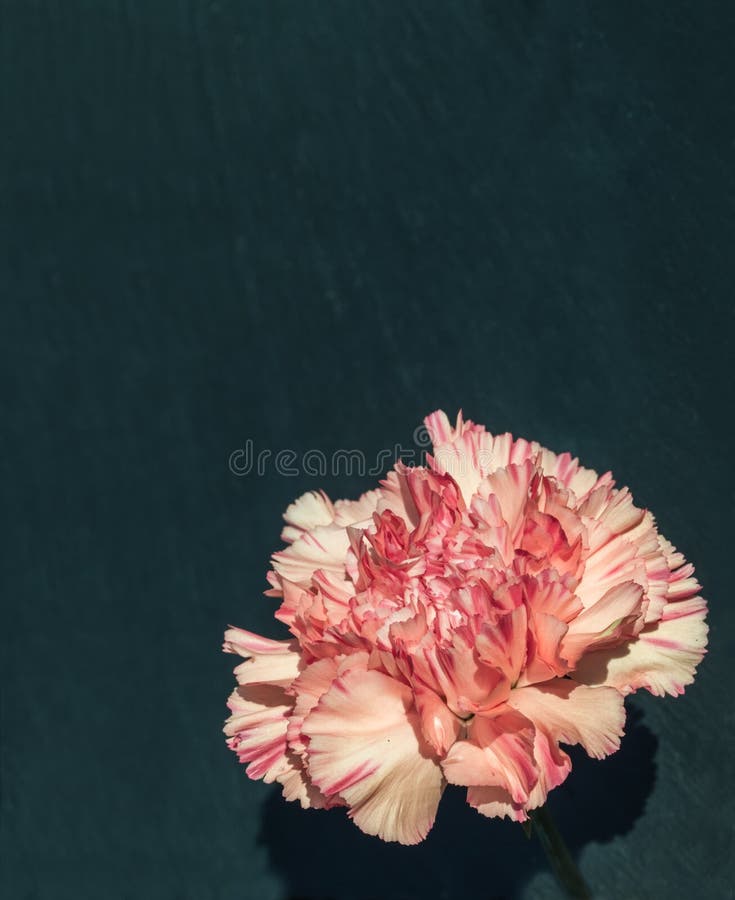 Pink Carnation in Front of Black Slate Stock Photo - Image of ...