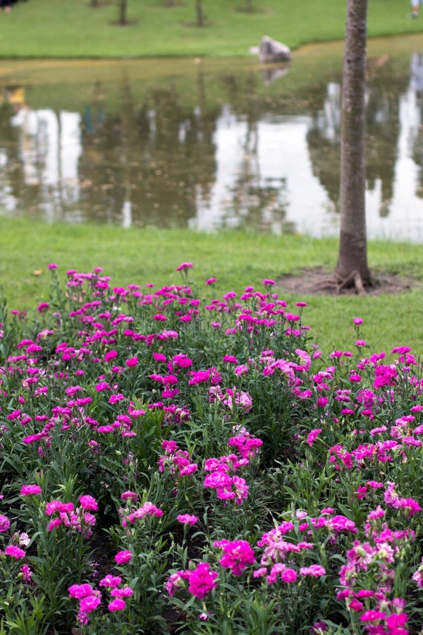 Pink Carnation garden stock image. Image of stalk, elegance - 48149193