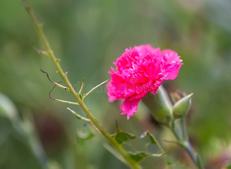 Pink Carnation Garden Flowers Stock Photo - Image of floral, colorful ...