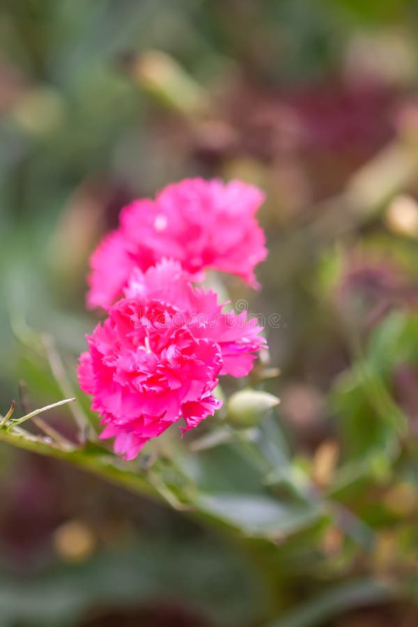 Pink Carnation Garden Flowers Stock Image - Image of card, bloom: 315714427