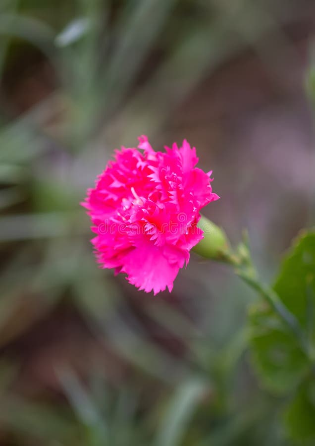 Pink Carnation Garden Flowers Stock Photo - Image of bright, detail ...