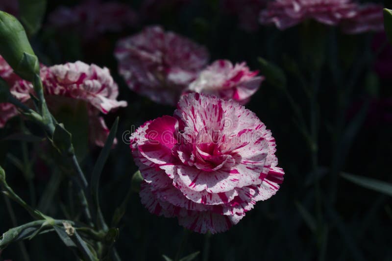 Pink Carnation in the Garden Stock Image - Image of pink, carnation ...