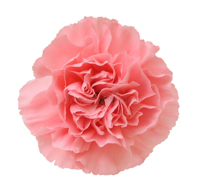 Pink carnation stock image. Image of carnation, isolated - 28453805