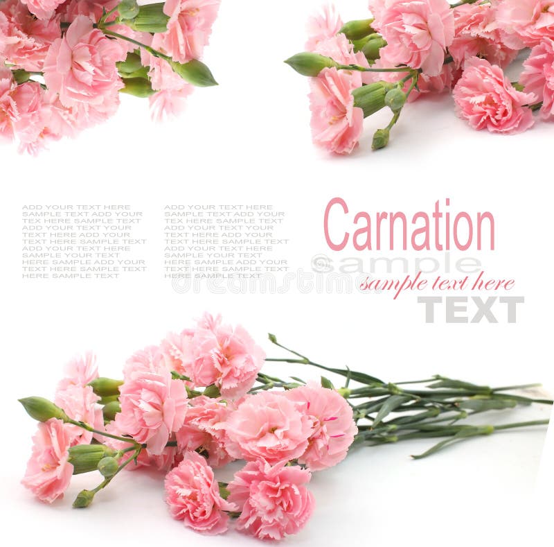Pink carnation stock image. Image of floral, pattern - 40237531