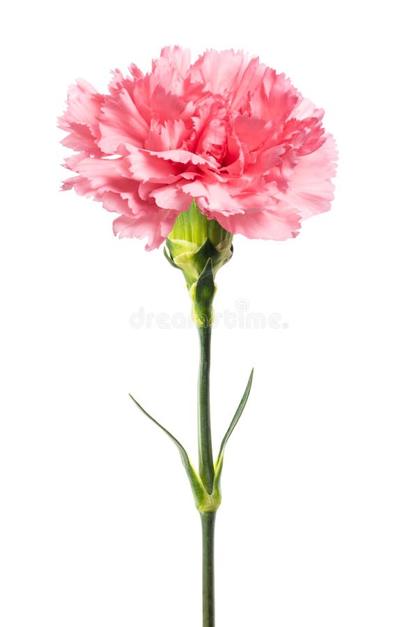 Pink carnation stock image. Image of stem, blossom, flowers - 142968123