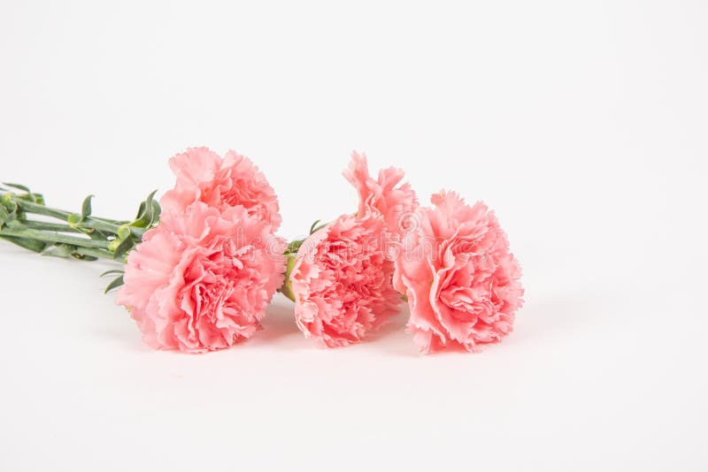 Pink Carnation Mother`s Day Blessing Flowers Stock Image Image Of