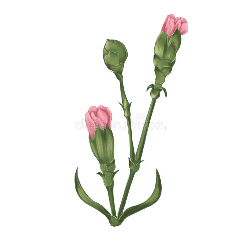 Botanical Illustrations of January Flower Pink Carnation Stock ...
