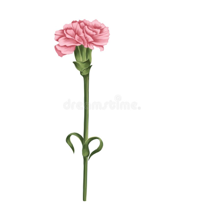 Botanical Illustrations of January Flower Pink Carnation Stock ...