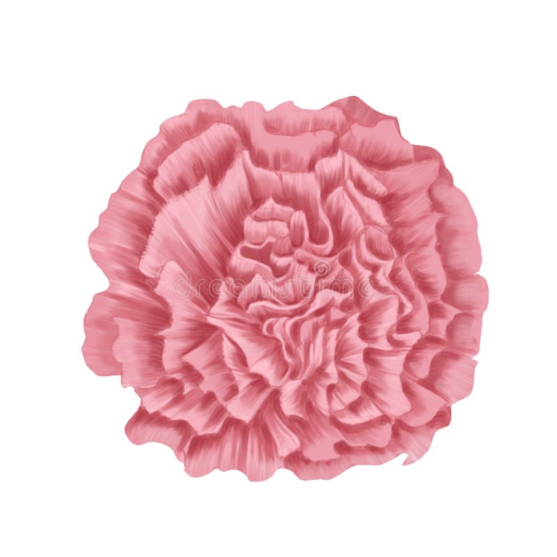 Botanical Illustrations of January Flower Pink Carnation Stock ...