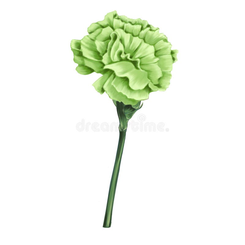 Green Carnation JPEG stock illustration. Illustration of concept ...