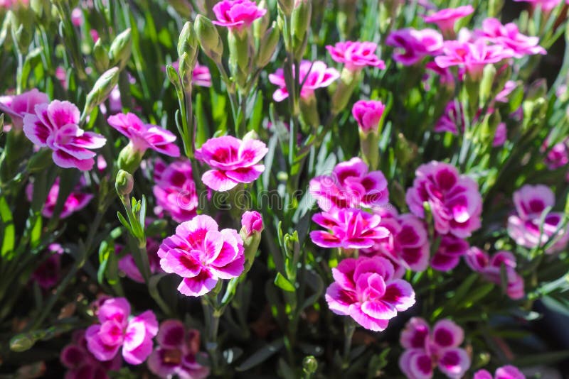Pink carnation in a pot stock photo. Image of dianthus - 146504046