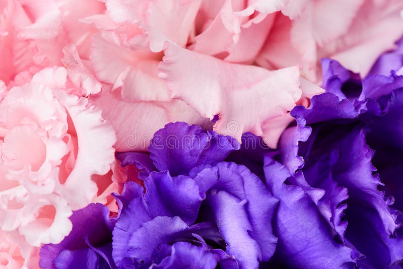 Pink Carnation and Purple Carnation Flower Stock Image - Image of ...