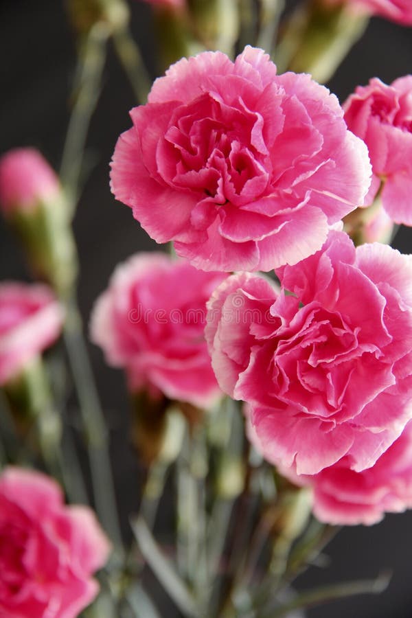 Pink carnation stock image. Image of decoration, background - 30570931