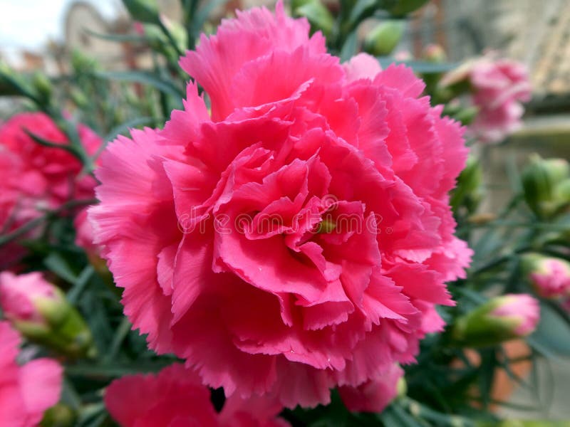 Pink Carnation on a Spring Day Stock Image - Image of bouquet ...