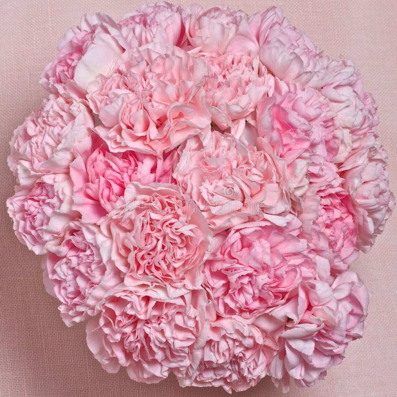 Pink Carnations stock photo. Image of elegant, pink, beautiful - 19071510