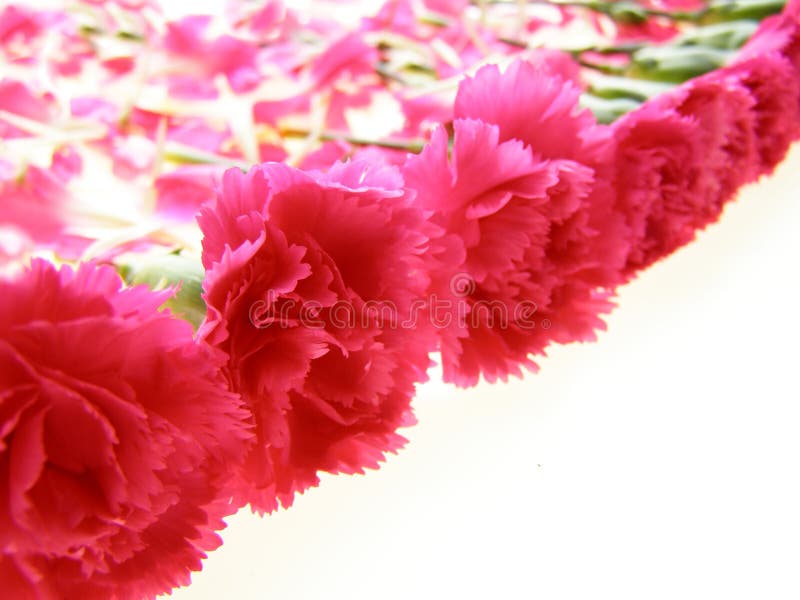 Pink carnations stock image. Image of petal, gift, macro - 2408457