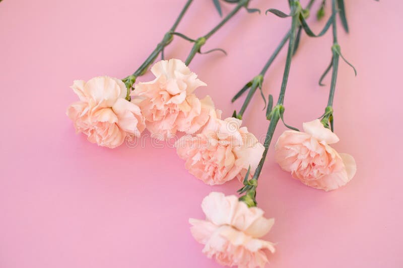 Pink Carnations on a Pink Background Stock Image - Image of purple ...