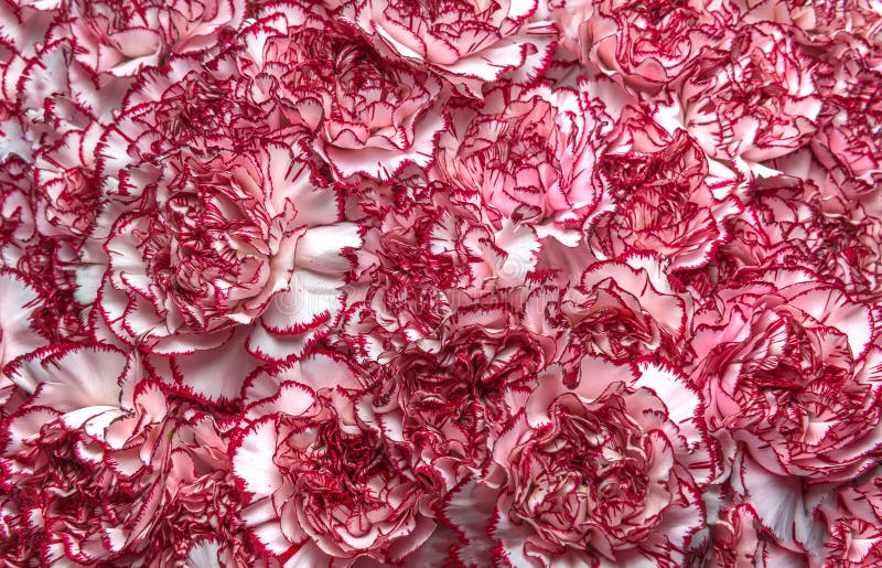 Carnations stock photo. Image of flower, blossoming, botany - 44924094