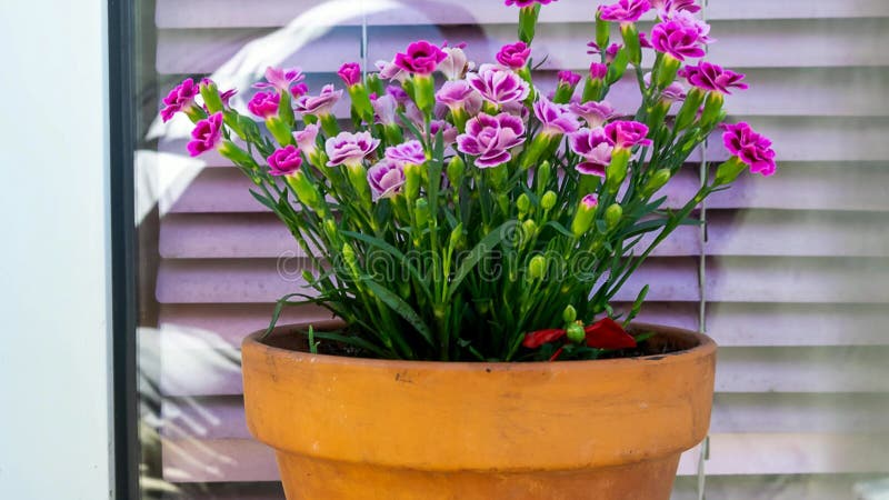 Pink Carnations in a Ceramic Pot on a Window Sill Stock Video - Video ...