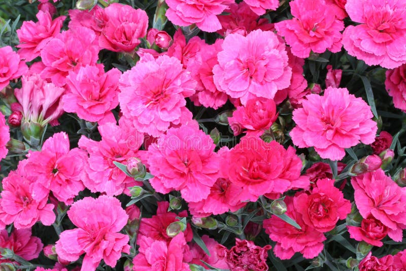 Pink Carnations on a Pink Background Stock Image - Image of purple ...