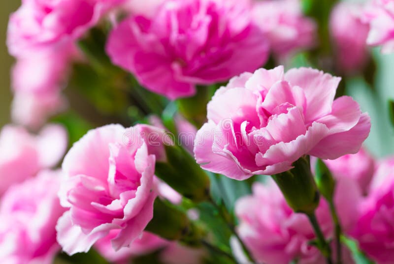 Pink Leaf with Texture Isolated on White Stock Image - Image of plant ...