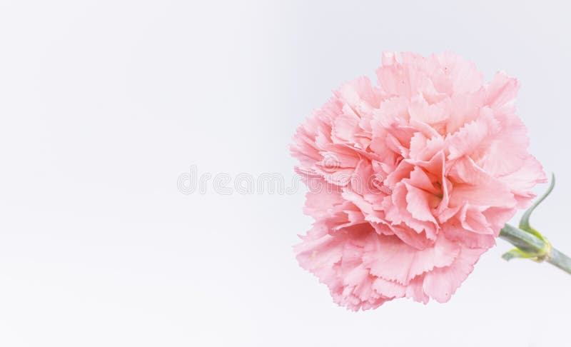 Pink Carnations Flower For Mother`s Day Stock Image Image Of Dianthus