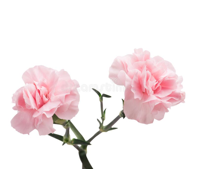 Pink Carnations Isolated on White Stock Photo - Image of bunch, summer ...
