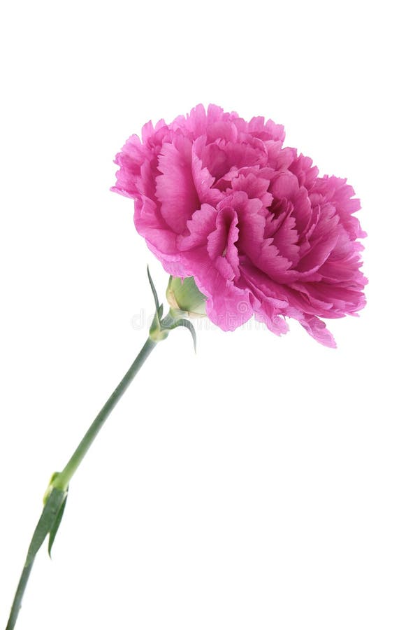 Carnation in a White Background Stock Image - Image of mothersday, pink ...