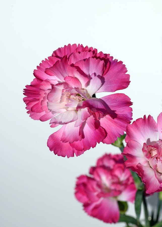 Pink Carnations. stock image. Image of flowering, still - 168607749