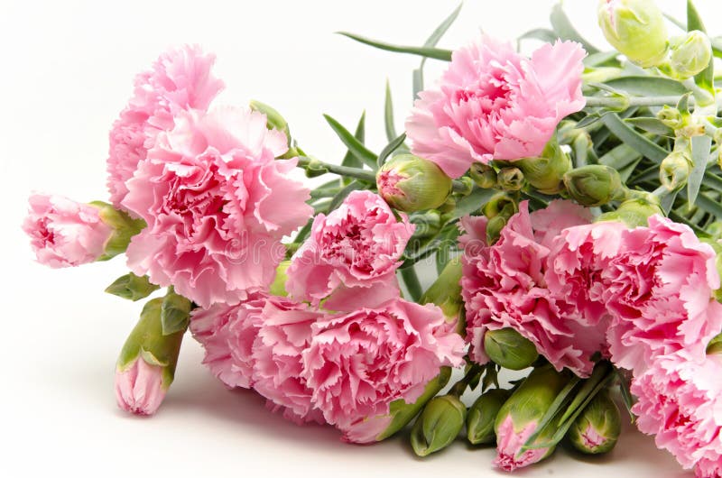Pink carnations decoration stock image. Image of love - 259062237