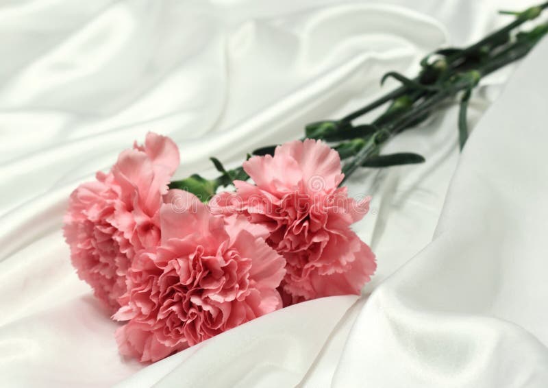 Pink Carnations on White Satin Stock Image - Image of botanic, elegant ...