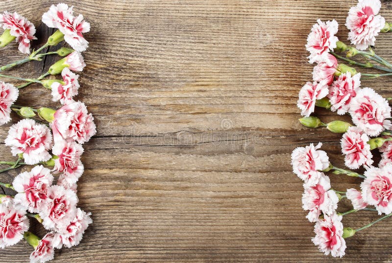 Pink carnations stock photo. Image of background, beautiful - 40026752