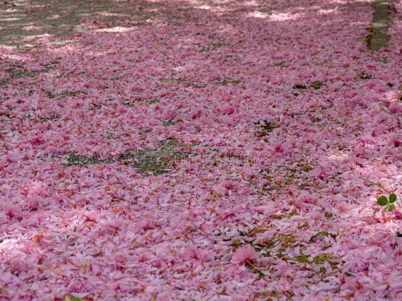 Pink Carpet of Flowers in Spring Background Stock Photo - Image of ...