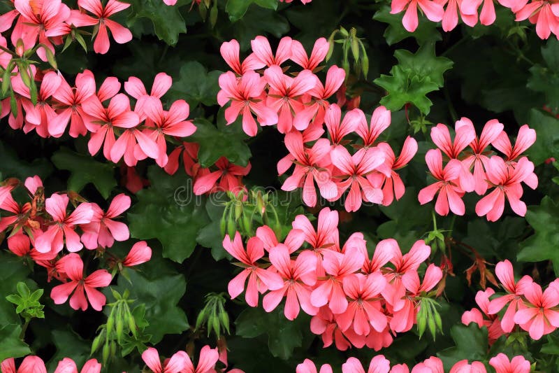 Pink Cascading Geranium Flower in Garden Stock Image - Image of pink ...