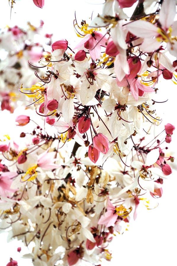 Pink cassia flower. stock image. Image of cassia, javanica - 24920905