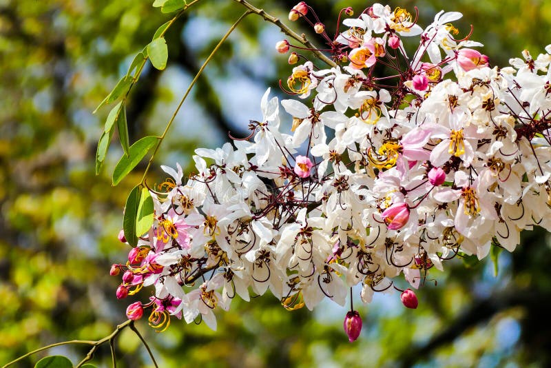 Pink cassia, Pink Shower stock photo. Image of tree, pink - 89862190