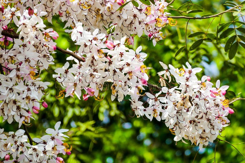 Pink cassia, Pink Shower stock image. Image of branch - 89862319